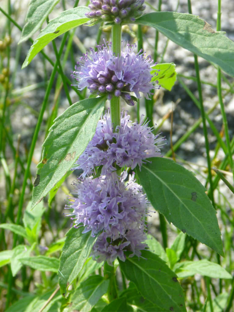Mentha Arvensis Wild Mint World Of Flowering Plants