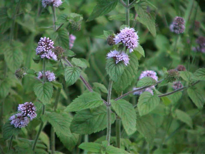 Mentha arvensis (Wild Mint) - World of Flowering Plants