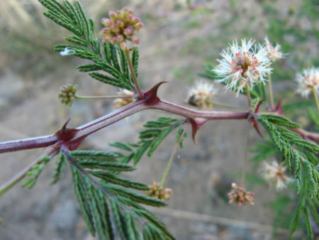 Mimosa aculeaticarpa (Catclaw Mimosa) - World of Flowering Plants