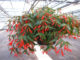 Begonia boliviensis 'Bonfire' | World of Flowering Plants