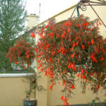 Begonia boliviensis 'Bonfire' - World of Flowering Plants