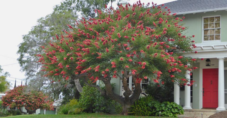 How to Grow and Care for Coral Trees - World of Flowering Plants