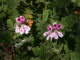 Pelargonium quercifolium (Oak-leaved Geranium) | World of Flowering Plants