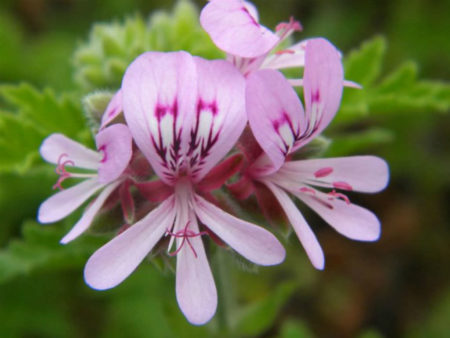 Pelargonium quercifolium (Oak-leaved Geranium) - World of Flowering Plants