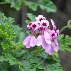 Pelargonium quercifolium (Oak-leaved Geranium) - World of Flowering Plants