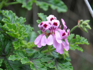 Pelargonium quercifolium (Oak-leaved Geranium) - World of Flowering Plants