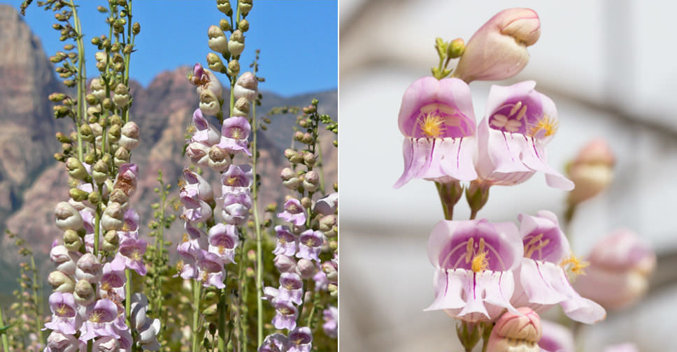 Penstemon palmeri (Palmer's Penstemon) - World of Flowering Plants