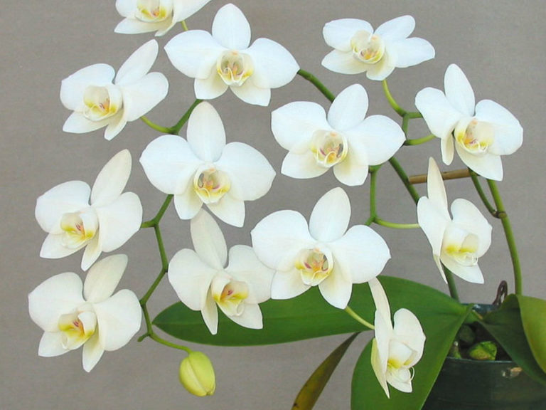 Phalaenopsis aphrodite - World of Flowering Plants