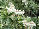 Pieris japonica 'Variegata' (Variegated Japanese Pieris) - World of ...