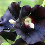 Alcea rosea 'Nigra' (Black Hollyhock) - World of Flowering Plants