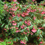 Begonia coccinea (Scarlet Begonia) - World of Flowering Plants
