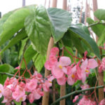 Begonia coccinea (Scarlet Begonia) - World of Flowering Plants