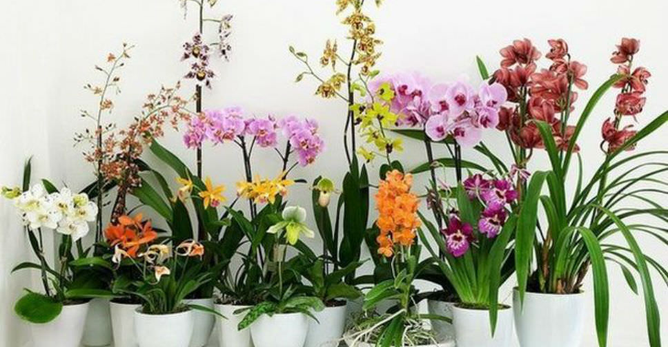 Fertilizer for Better Blooming Orchids - World of Flowering Plants