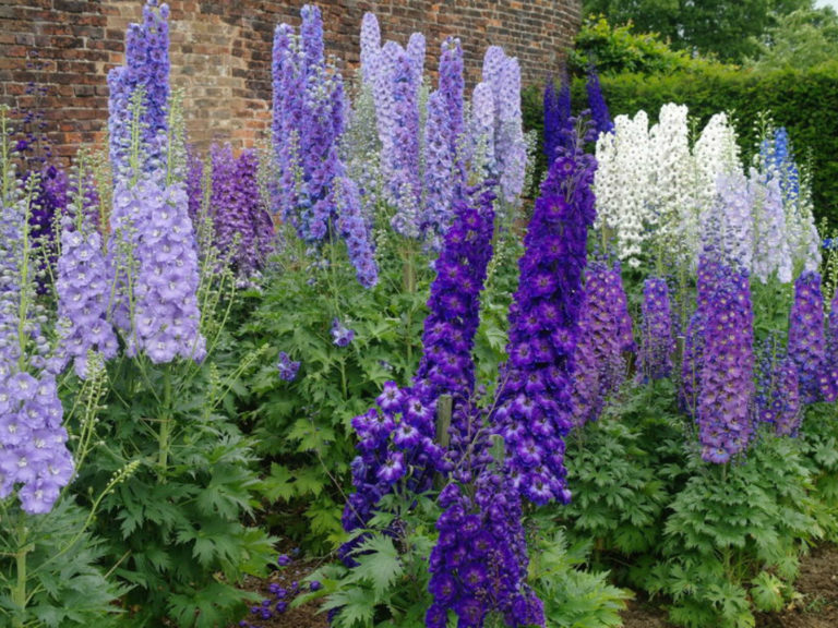 How to Grow and Care for Delphinium Plants - World of Flowering Plants