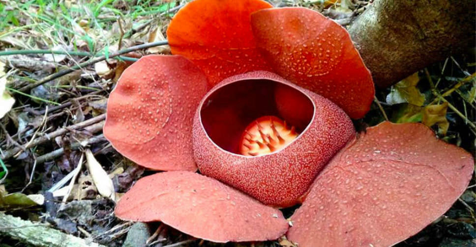 Rafflesia speciosa - World of Flowering Plants