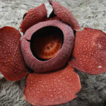 Rafflesia speciosa - World of Flowering Plants