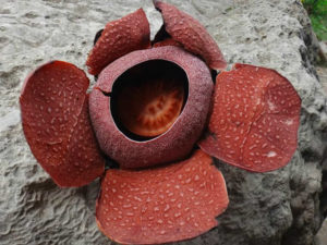 Rafflesia speciosa - World of Flowering Plants