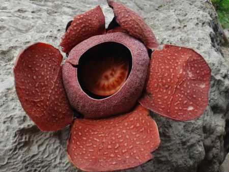 Rafflesia speciosa - World of Flowering Plants