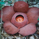 Rafflesia speciosa - World of Flowering Plants