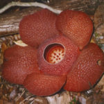Rafflesia speciosa - World of Flowering Plants