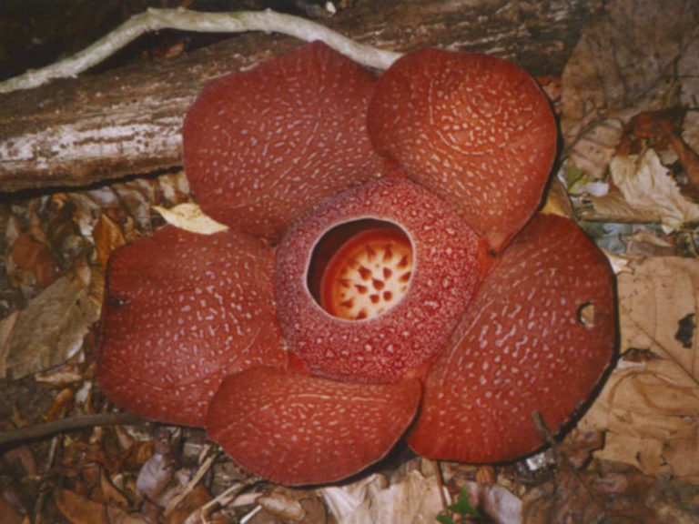 Rafflesia speciosa - World of Flowering Plants