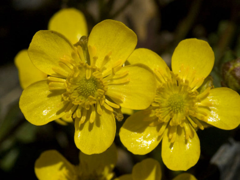Ranunculus eschscholtzii (Eschscholtz's Buttercup) - World of Flowering ...