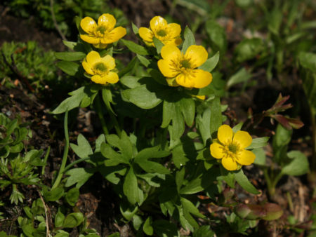 Ranunculus eschscholtzii (Eschscholtz's Buttercup) - World of Flowering ...