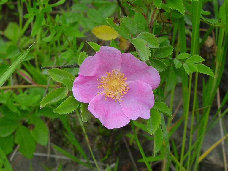 Rosa blanda (Smooth Rose) - World of Flowering Plants
