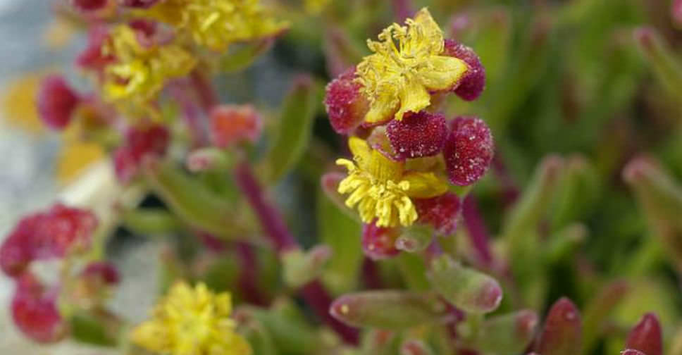Tetragonia fruticosa - World of Flowering Plants