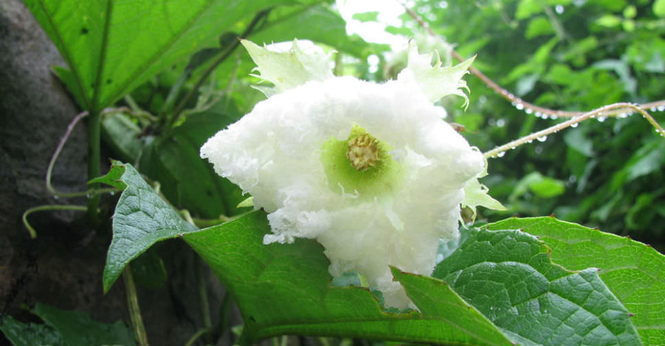 Trichosanthes tricuspidata (Bitter Snake Gourd) - World of Flowering Plants