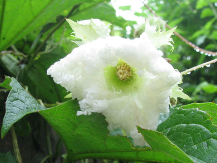 Trichosanthes tricuspidata (Bitter Snake Gourd) - World of Flowering Plants