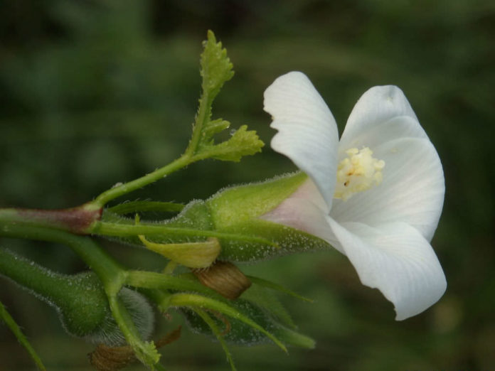 Abelmoschus ficulneus (White Wild Musk Mallow) - World of Flowering Plants