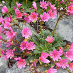 Lewisia longipetala (Truckee Lewisia) - World of Flowering Plants