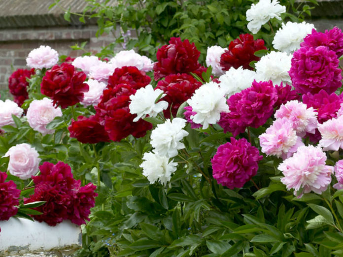 How to Grow and Care for Peonies - World of Flowering Plants