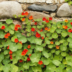 Tropaeolum majus (Garden Nasturtium) - World of Flowering Plants