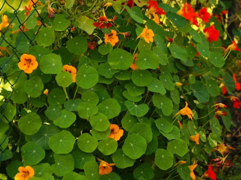 Tropaeolum majus (Garden Nasturtium) - World of Flowering Plants