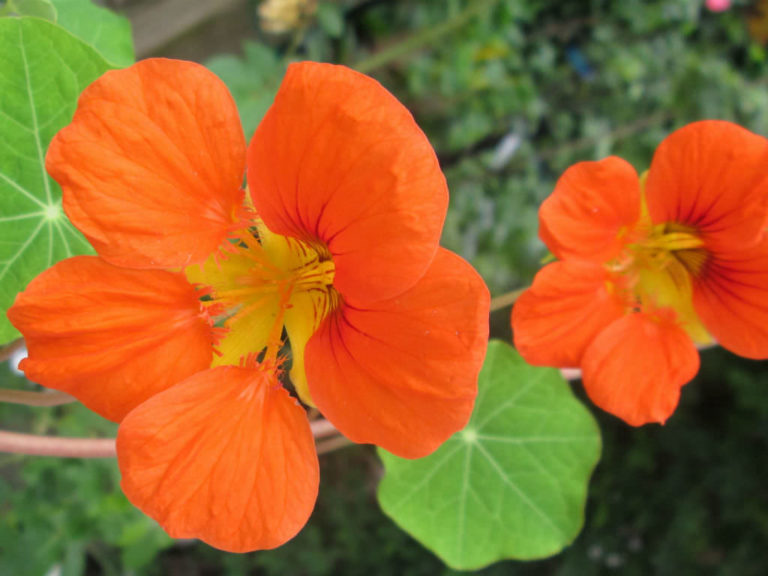Tropaeolum majus (Garden Nasturtium) - World of Flowering Plants