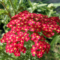 Achillea millefolium 'Red Beauty' (Red Beauty Yarrow) - World of ...