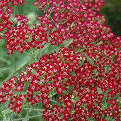 Achillea millefolium 'Red Beauty' (Red Beauty Yarrow) - World of ...