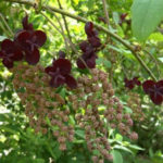 Akebia trifoliata (Three-leaf Akebia) - World of Flowering Plants