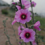 Alcea setosa (Bristly Hollyhock) - World of Flowering Plants