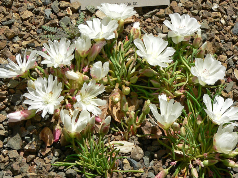 How to Grow and Care for Lewisia - World of Flowering Plants