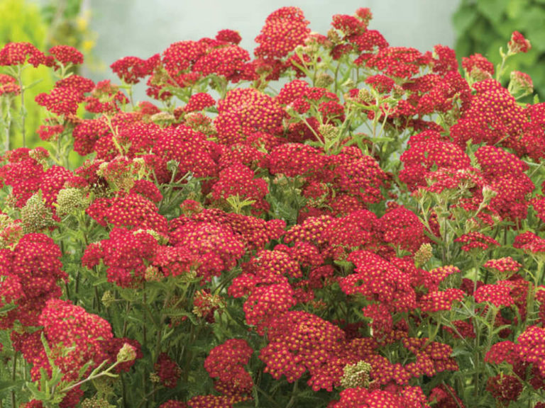 Achillea millefolium 'Paprika' (Paprika Yarrow) - World of Flowering Plants