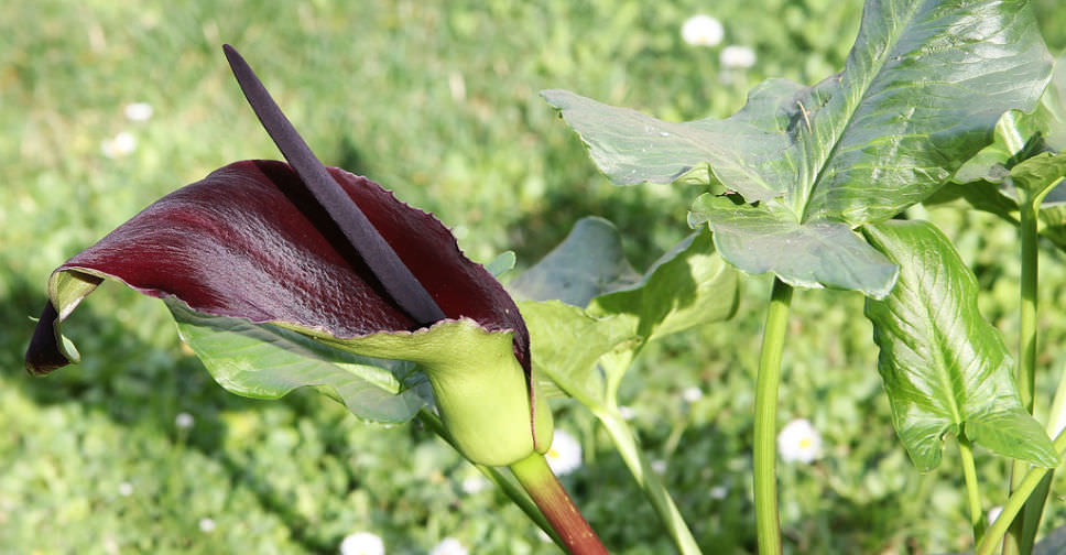 Arum palaestinum (Black Calla Lily) - World of Flowering Plants