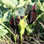 Arum palaestinum (Black Calla Lily) - World of Flowering Plants