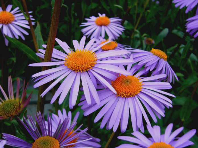 Aster tongolensis (East Indies Aster) - World of Flowering Plants