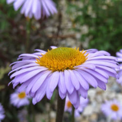 Aster tongolensis (East Indies Aster) - World of Flowering Plants