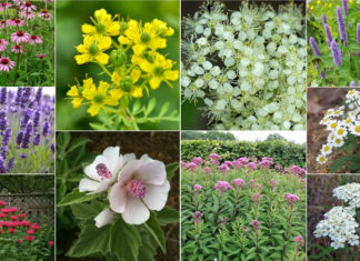 About Plants & Flowers | World of Flowering Plants