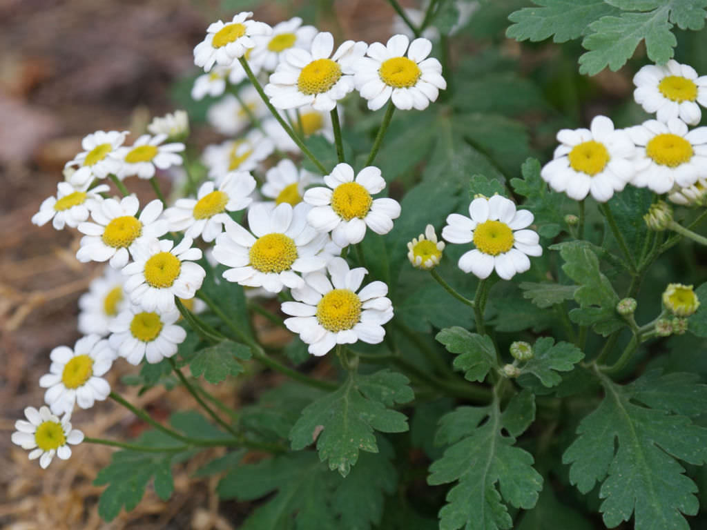 10 Herbs That Blossom Into Stunning Flowers - World of Flowering Plants