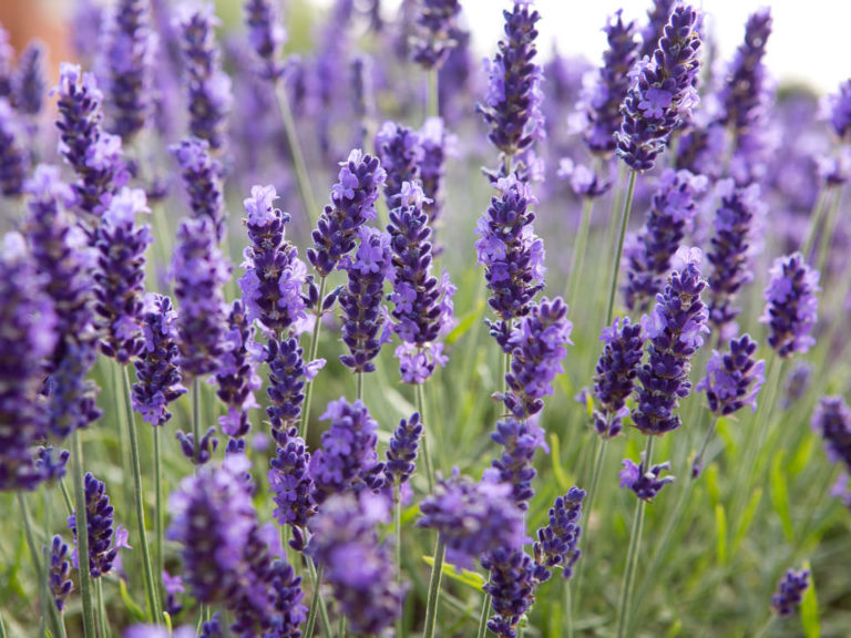 10 Herbs That Blossom Into Stunning Flowers - World of Flowering Plants